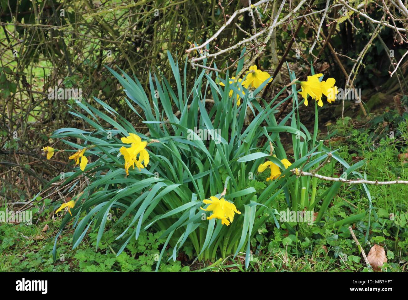 Beautiful daffodils in bloom hi-res stock photography and images - Alamy