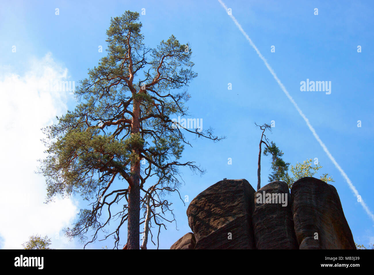 Sky, tree, clouds and rock. White line in the sky left by the overload ...