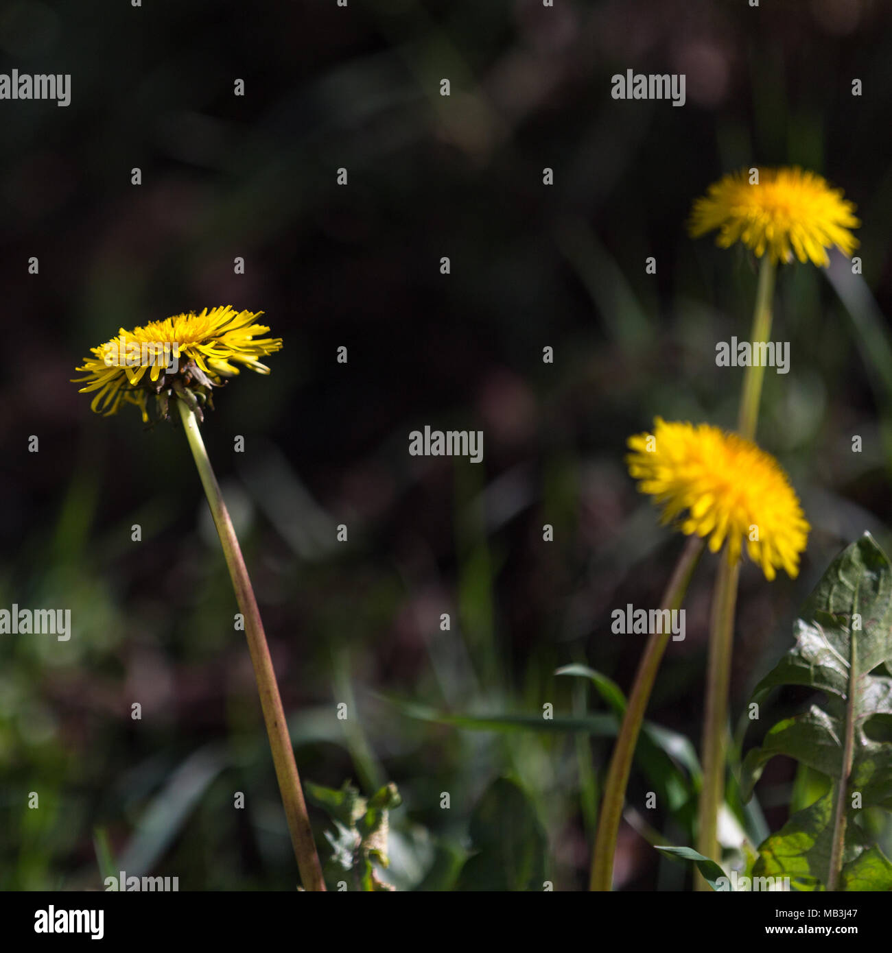 Nature in Bloom Stock Photo - Alamy
