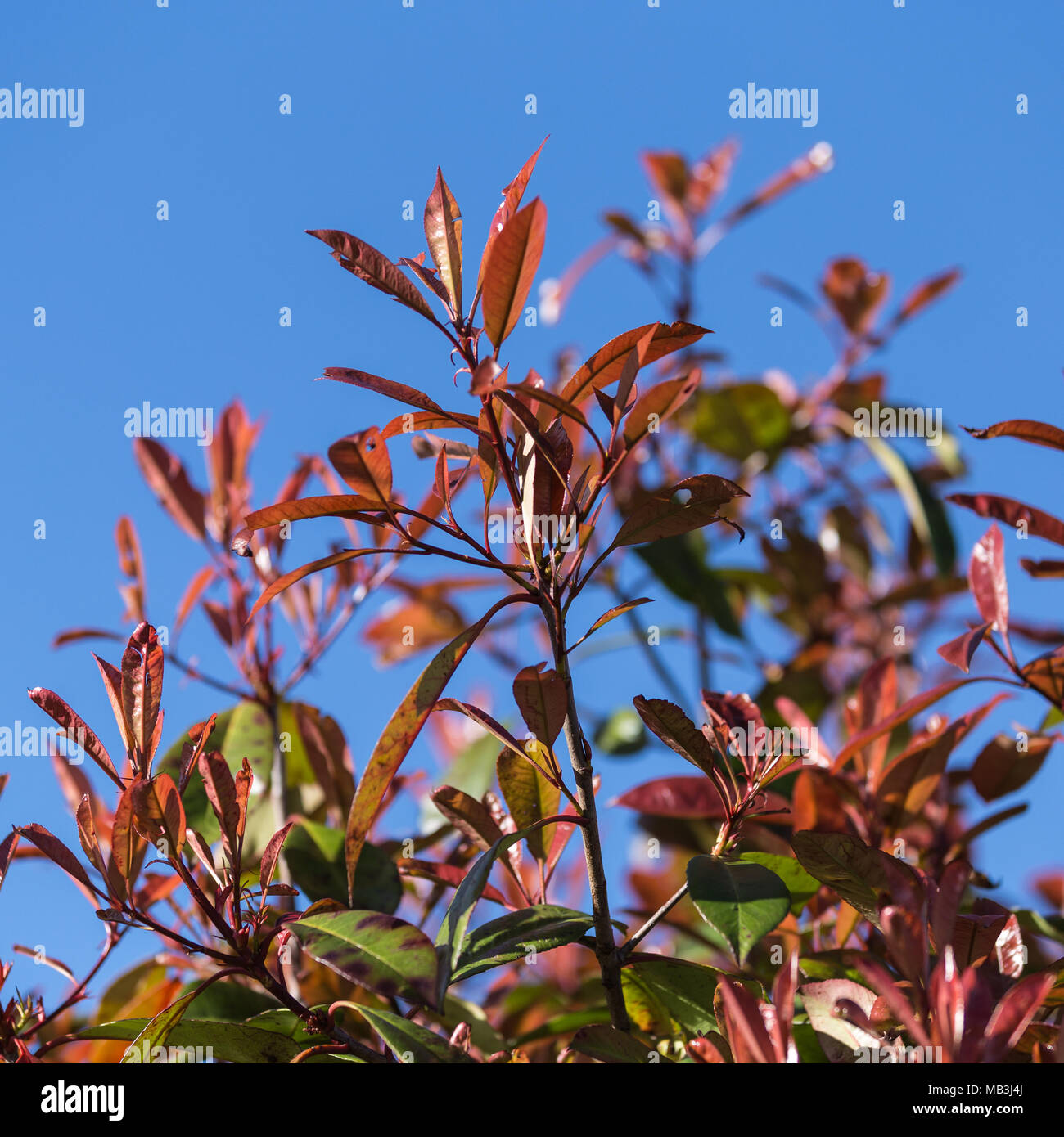 Nature in Bloom Stock Photo - Alamy