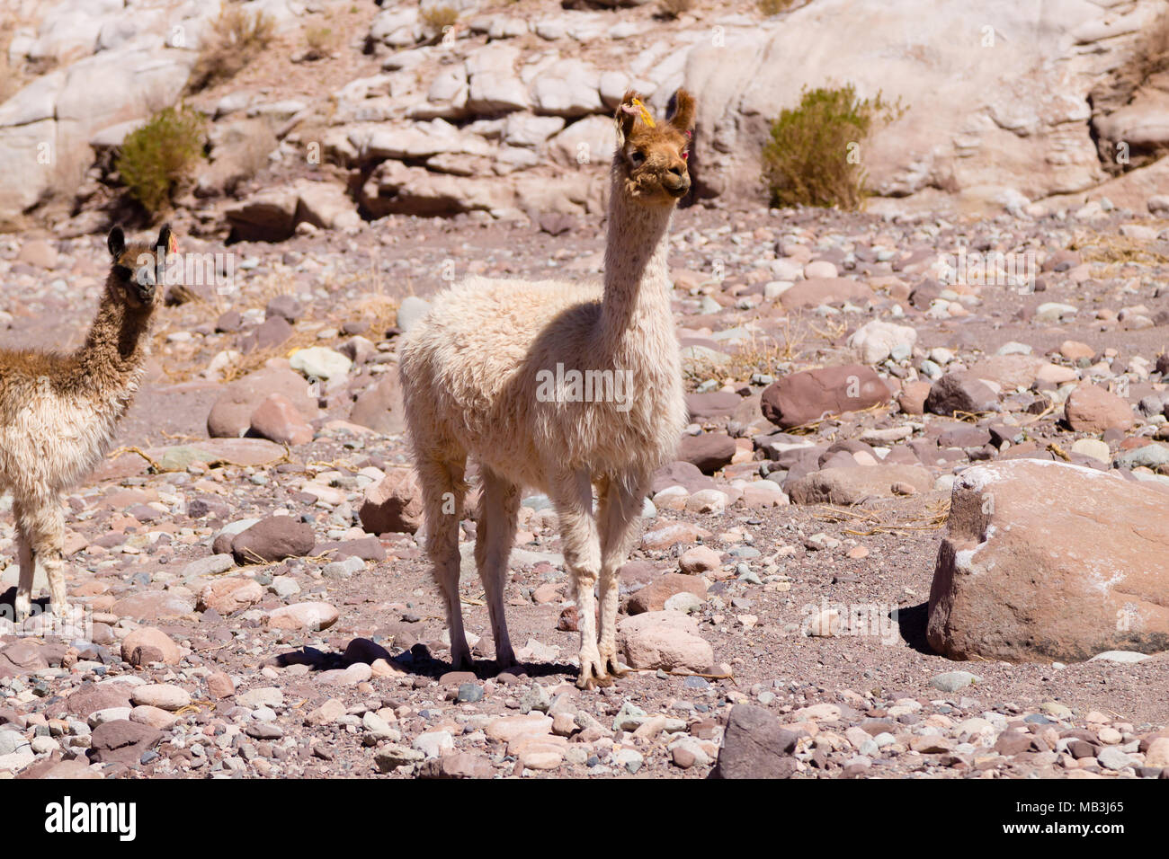 Chilean llama breeding on Andean plateau,Chile Stock Photo - Alamy