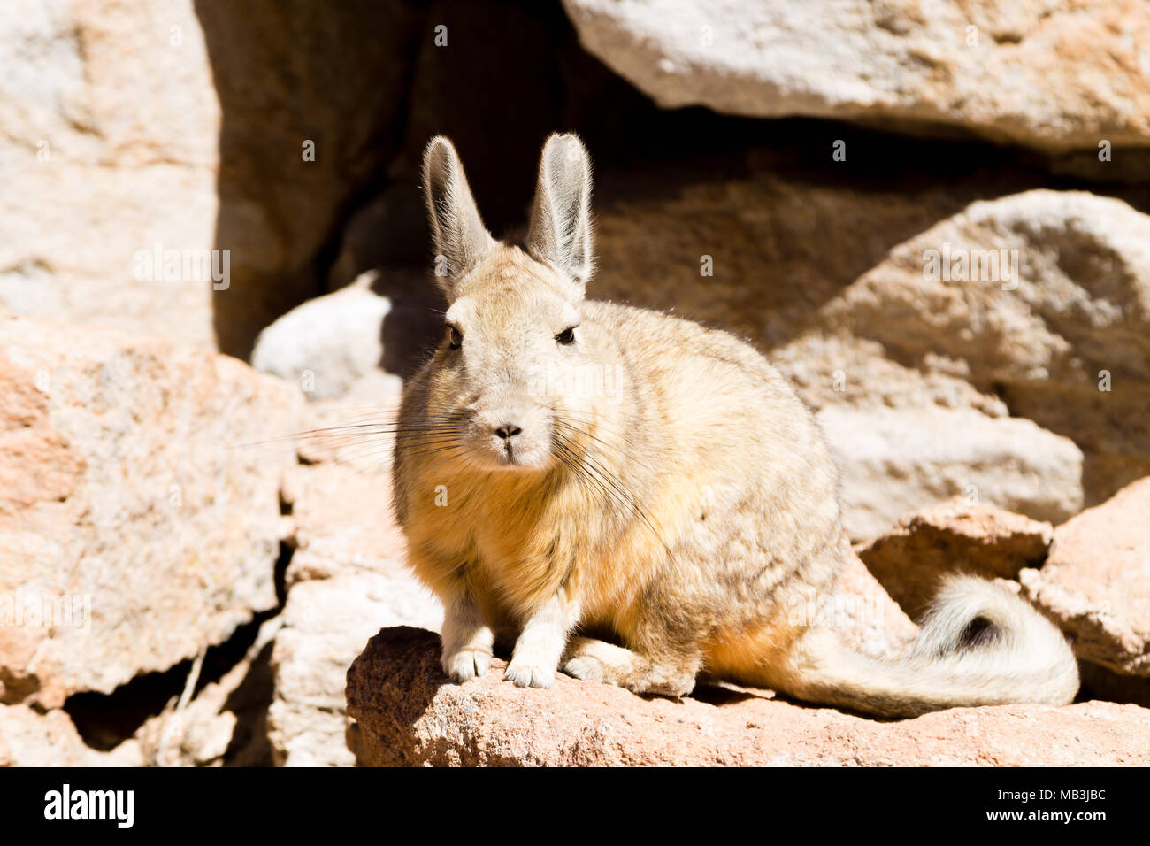 Southern viscacha from Bolivia. Bolivian wildlife Stock Photo - Alamy