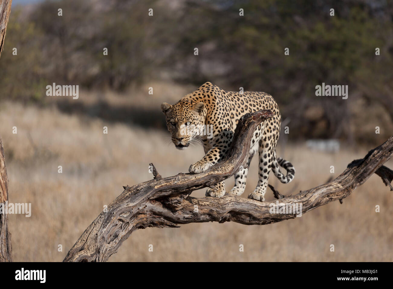 Leopard in Namibia Stock Photo - Alamy