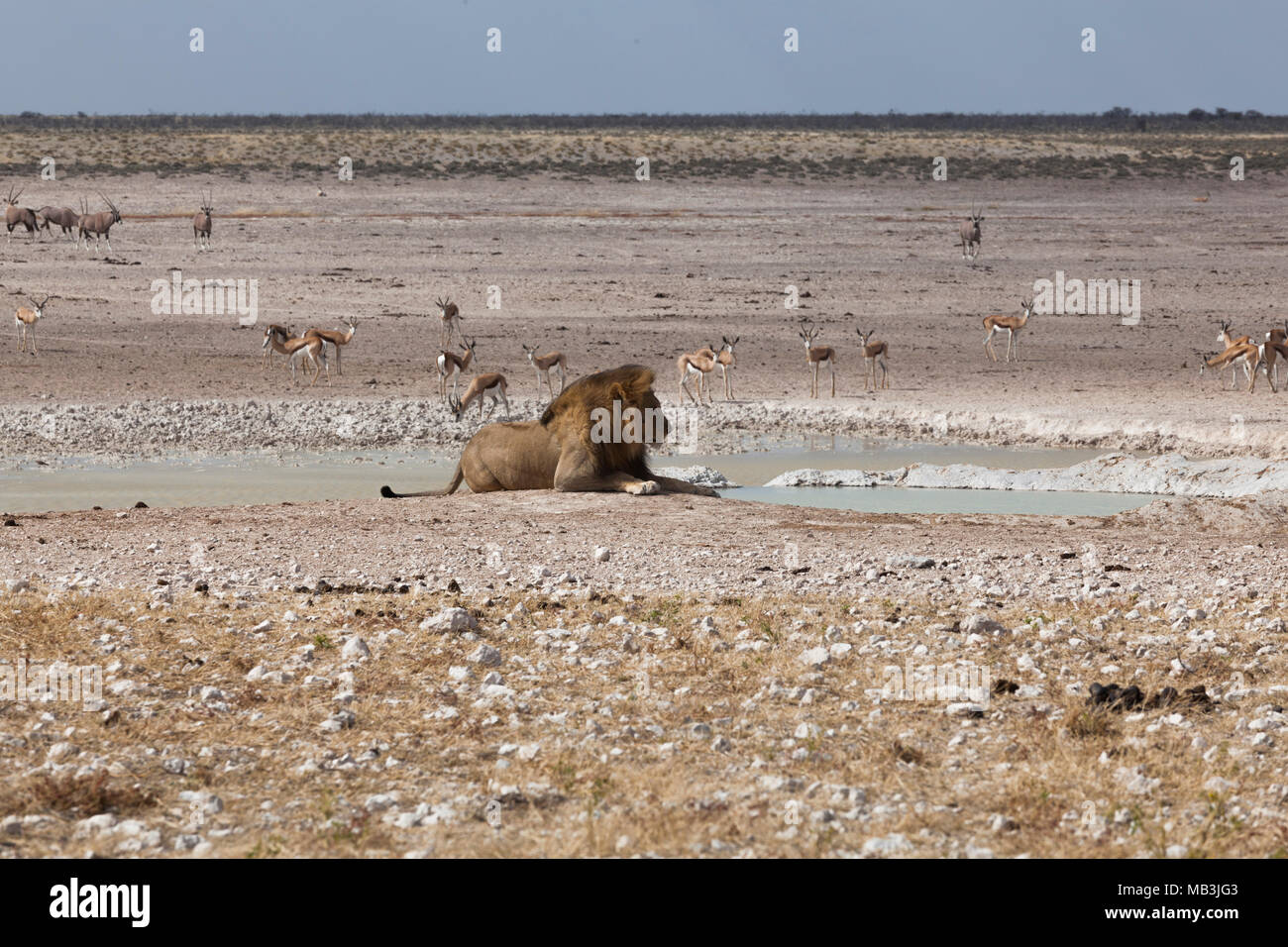 Lion Hunt Gazelle Stock Photos & Lion Hunt Gazelle Stock Images - Alamy