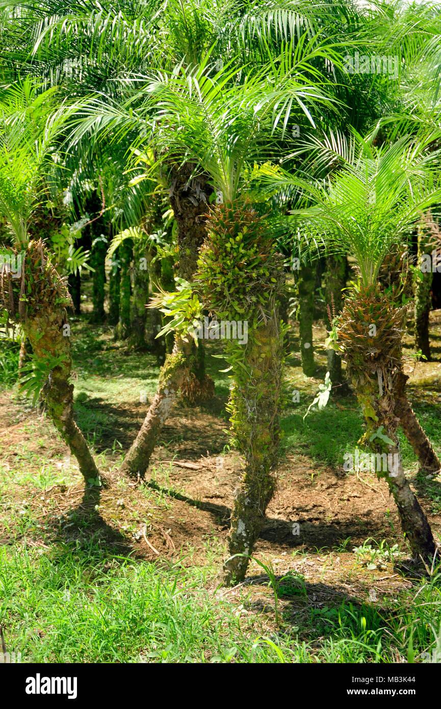 A palm tree crop grows in Costa Rica Stock Photo - Alamy