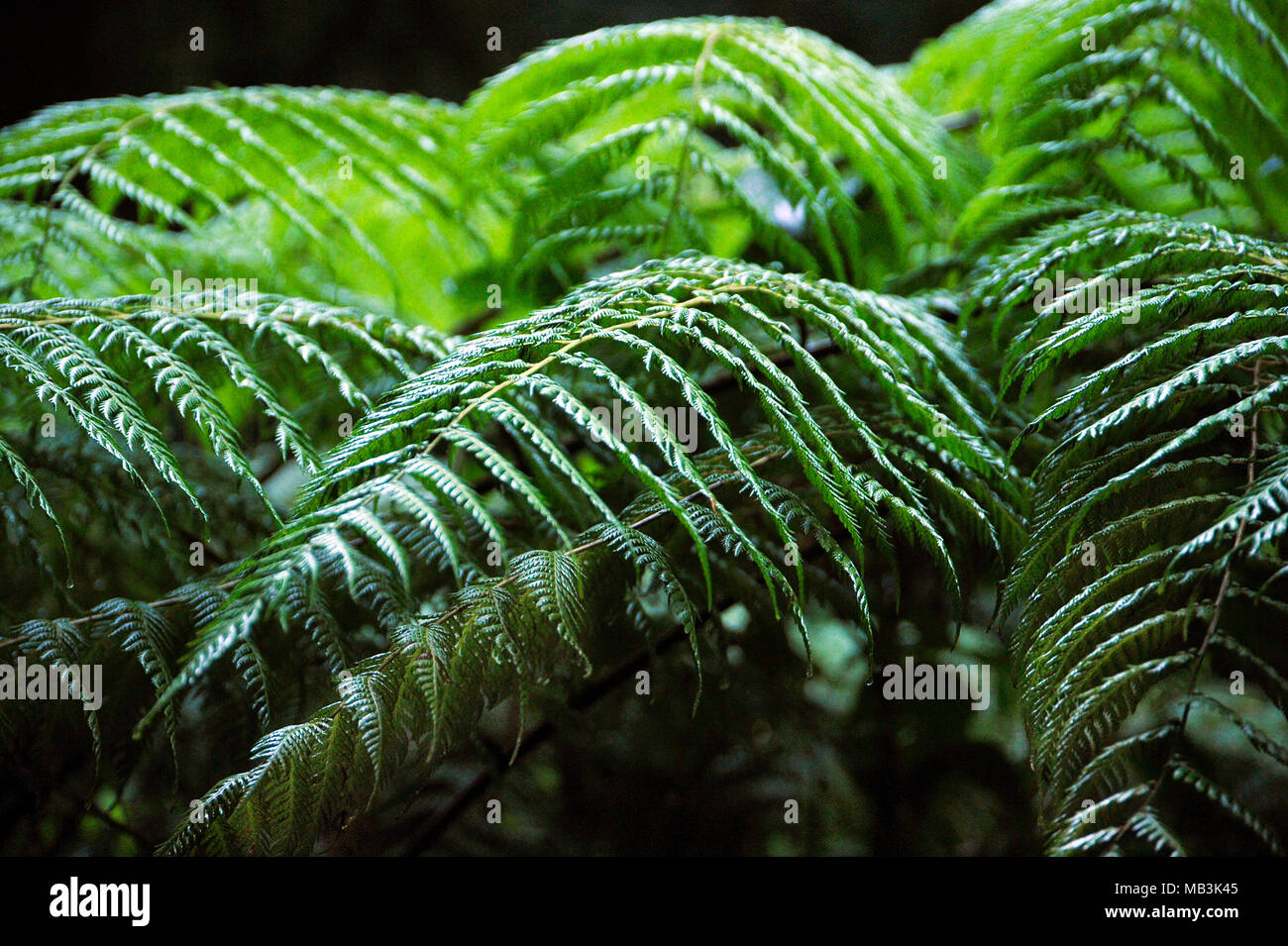 Megaphylls hi-res stock photography and images - Alamy