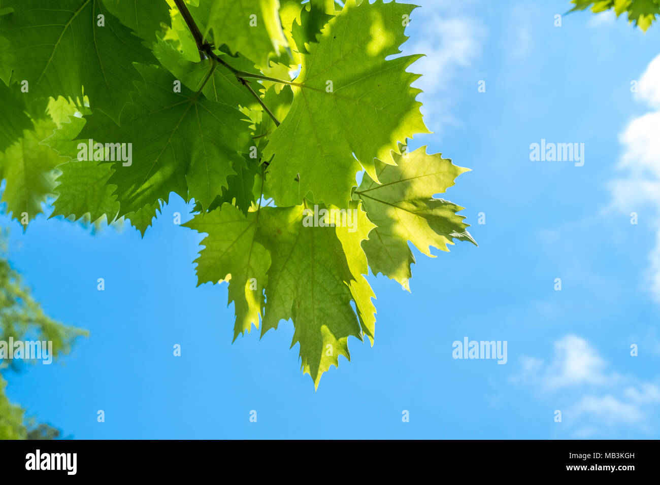 sunlit leaves of sycamore as natural background Stock Photo - Alamy