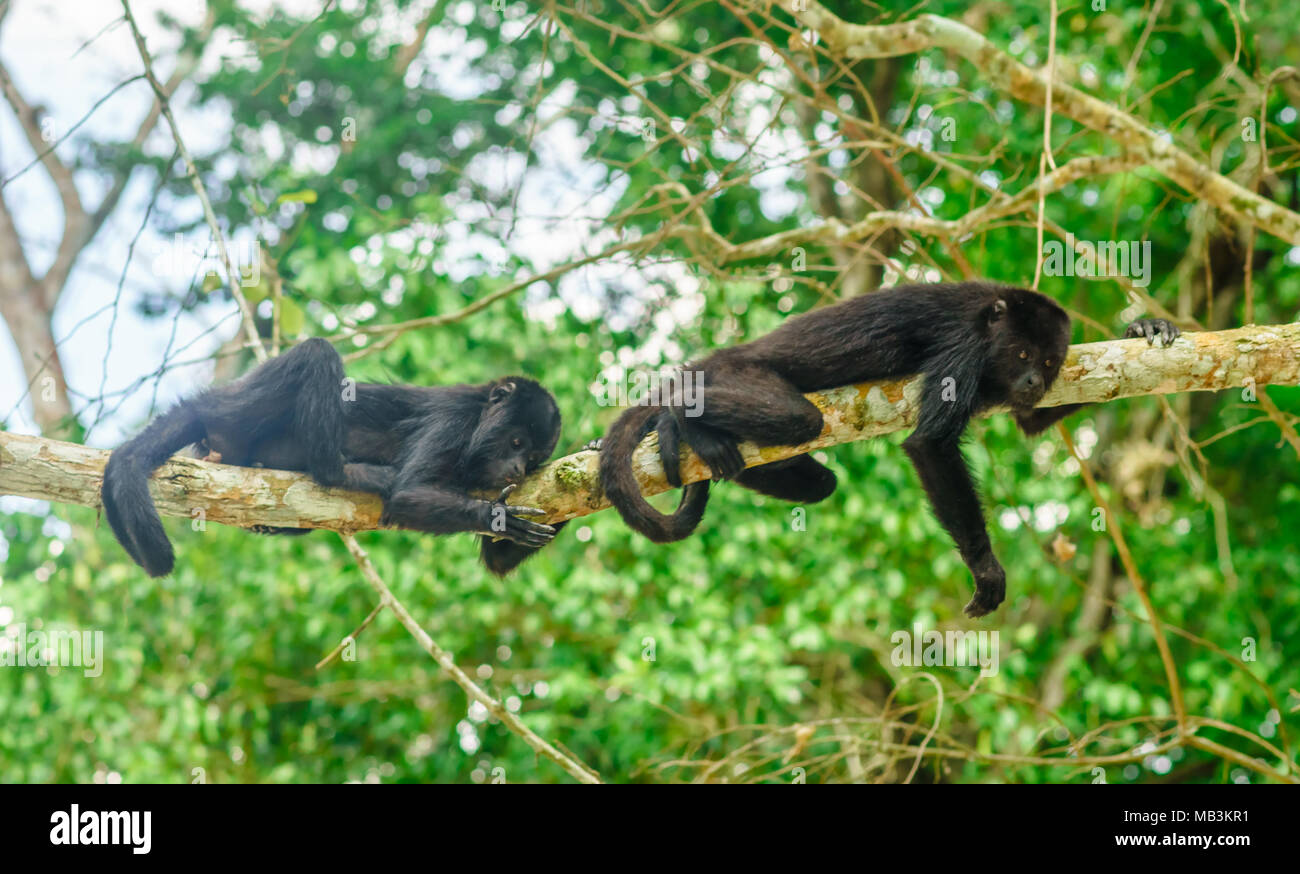View on young monkeys on a tree in the jungle by Tikal - Guatemala ...