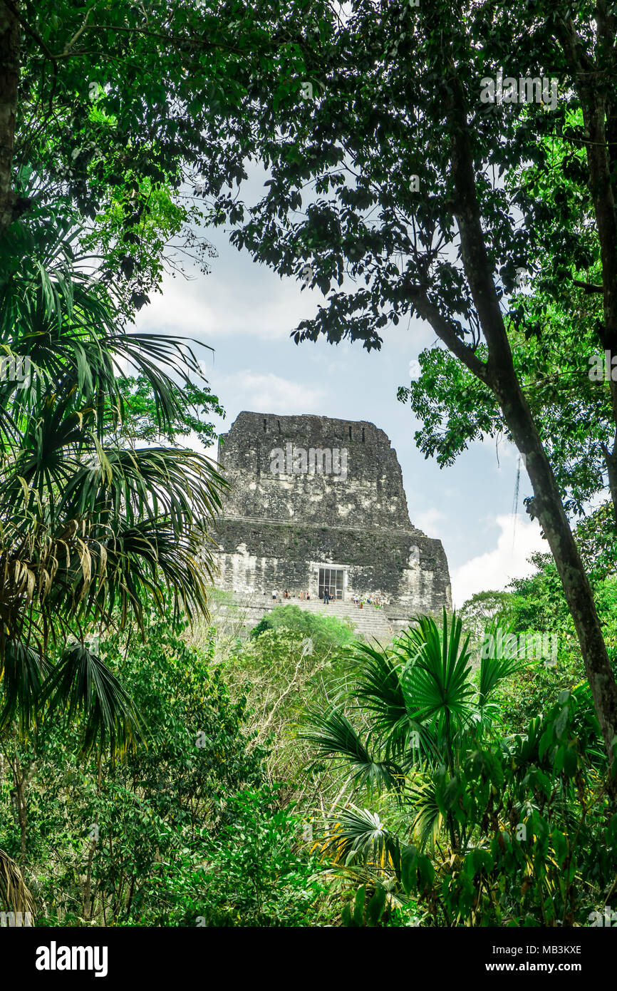 View on pyramid in the jungle by Tikal - Guatemala Stock Photo - Alamy