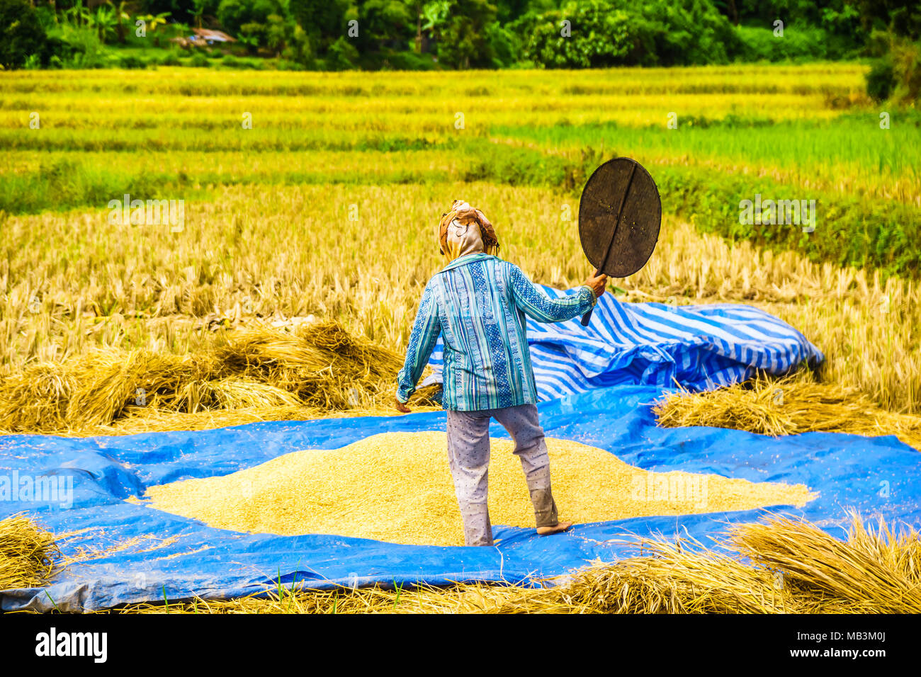 View on farmer on rice field by Chiang Rai in Thailand Stock Photo - Alamy