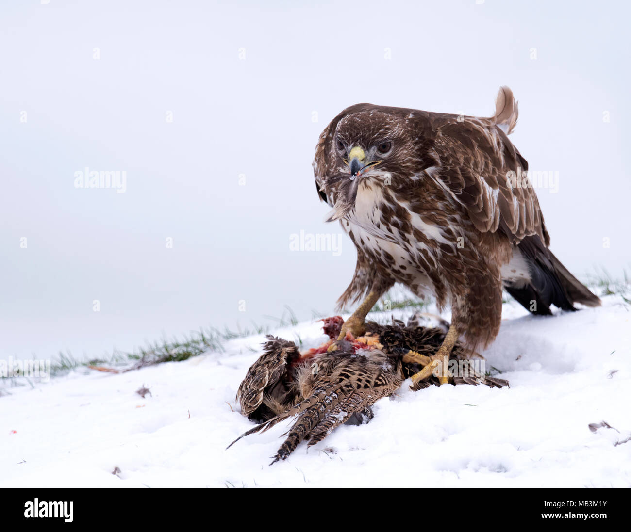 Pheasant in a winter landscape hi-res stock photography and images - Alamy
