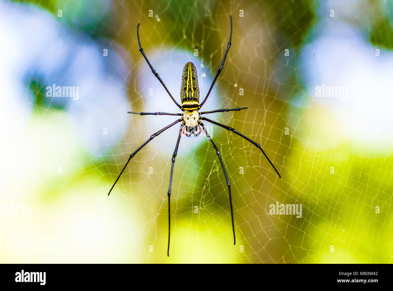 View o golden web spider in the jungle of Thailand Stock Photo - Alamy