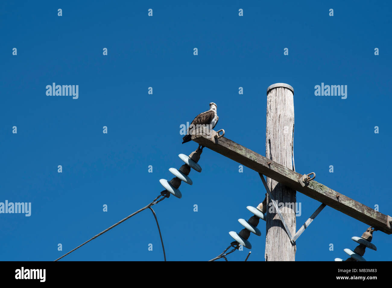Power lines on poles pole hi-res stock photography and images - Alamy