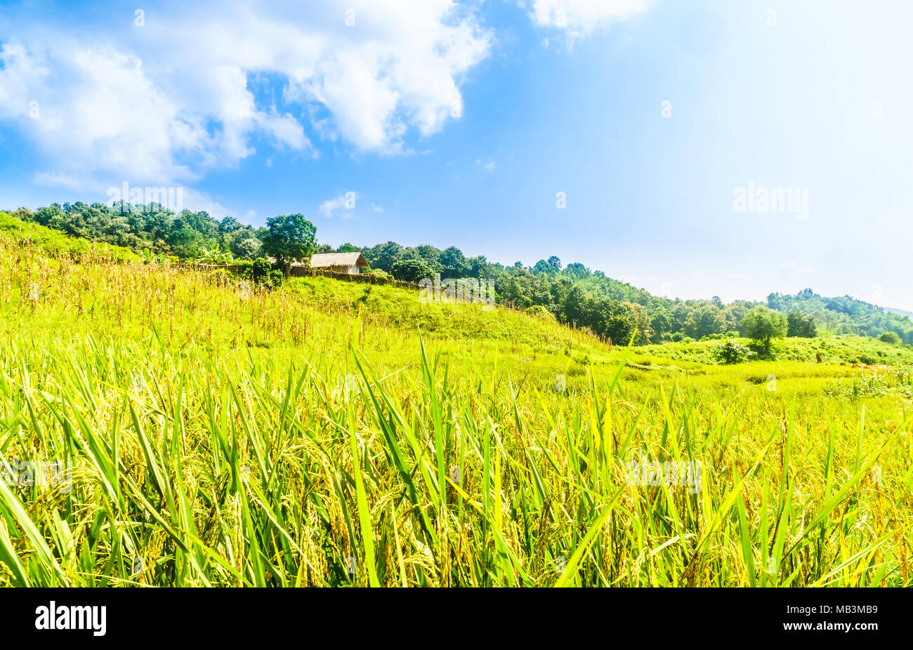 View on rice field with cabin by Chiang Rai - Thailand Stock Photo - Alamy