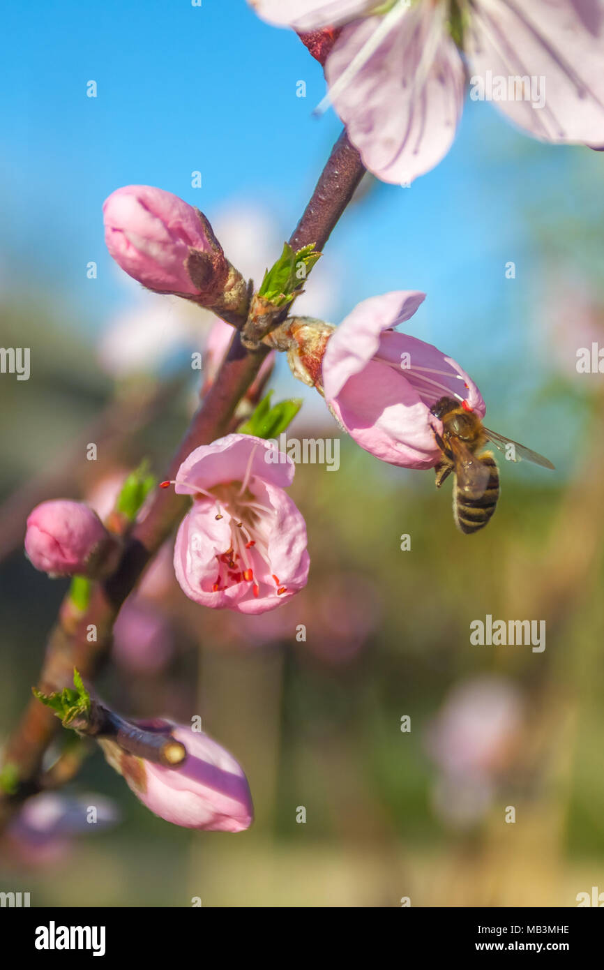 Bee on sweet peach blossoms in early spring Stock Photo - Alamy