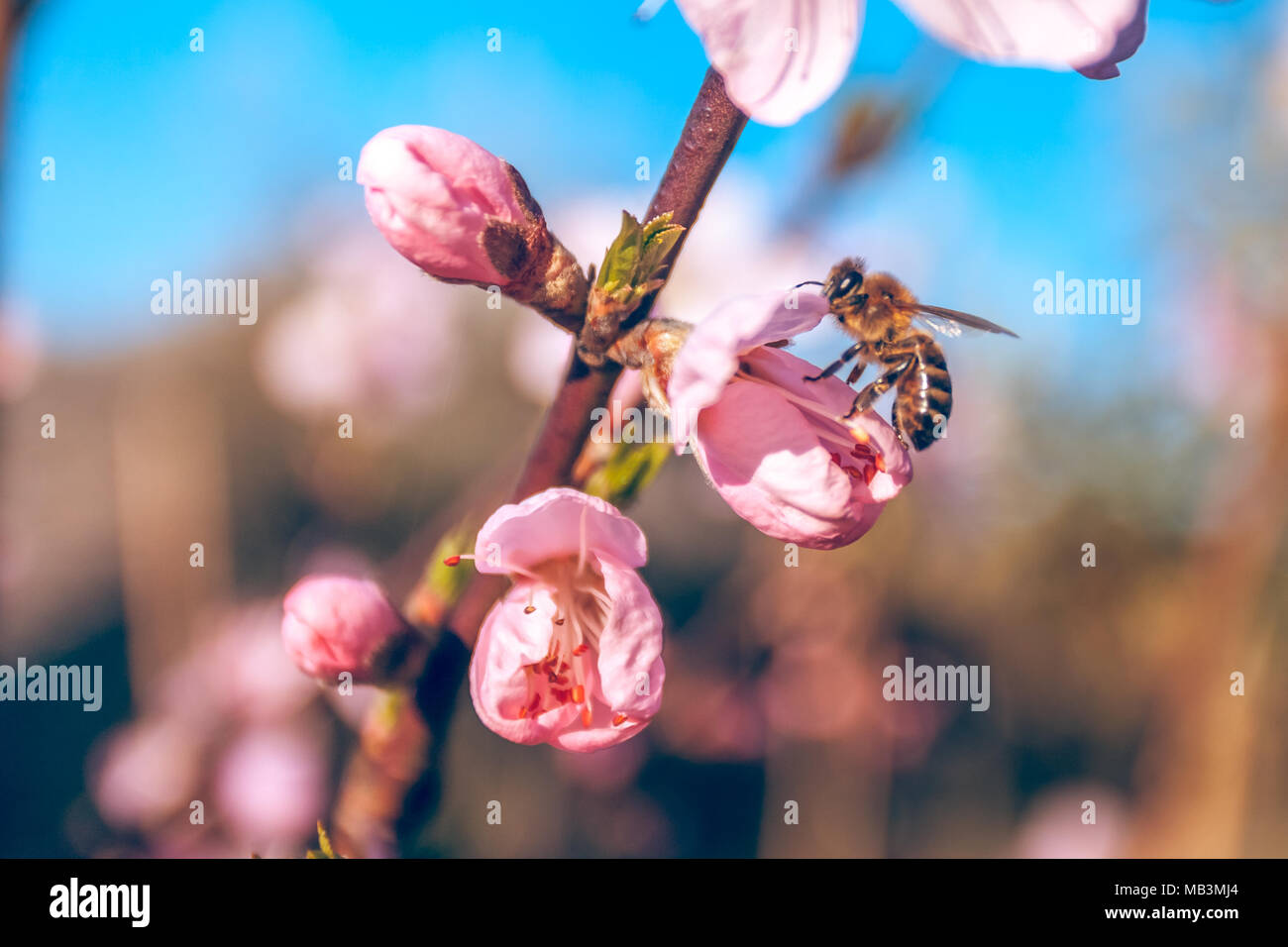 Bee on sweet peach blossoms in early spring Stock Photo - Alamy