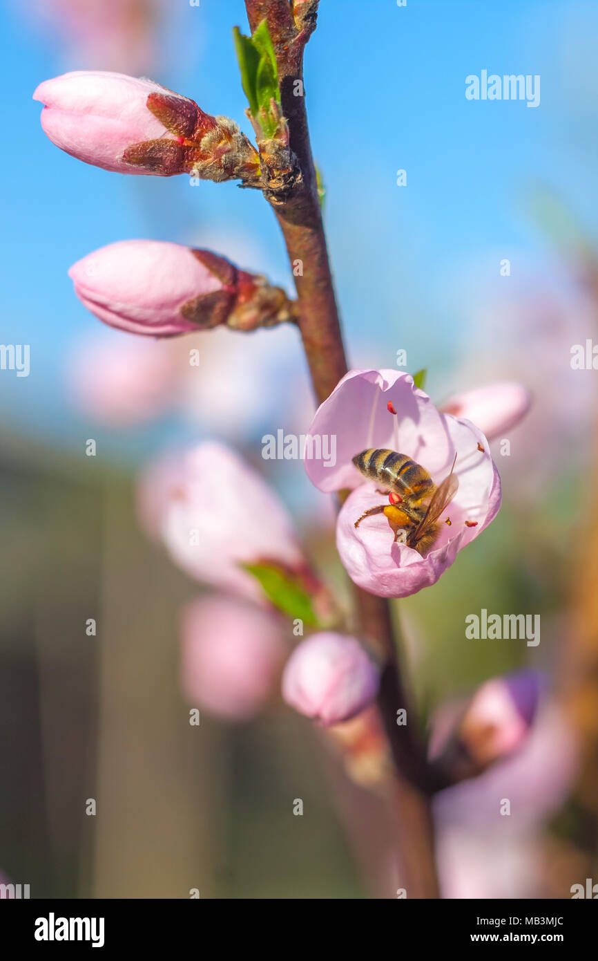 Bee on sweet peach blossoms in early spring Stock Photo - Alamy