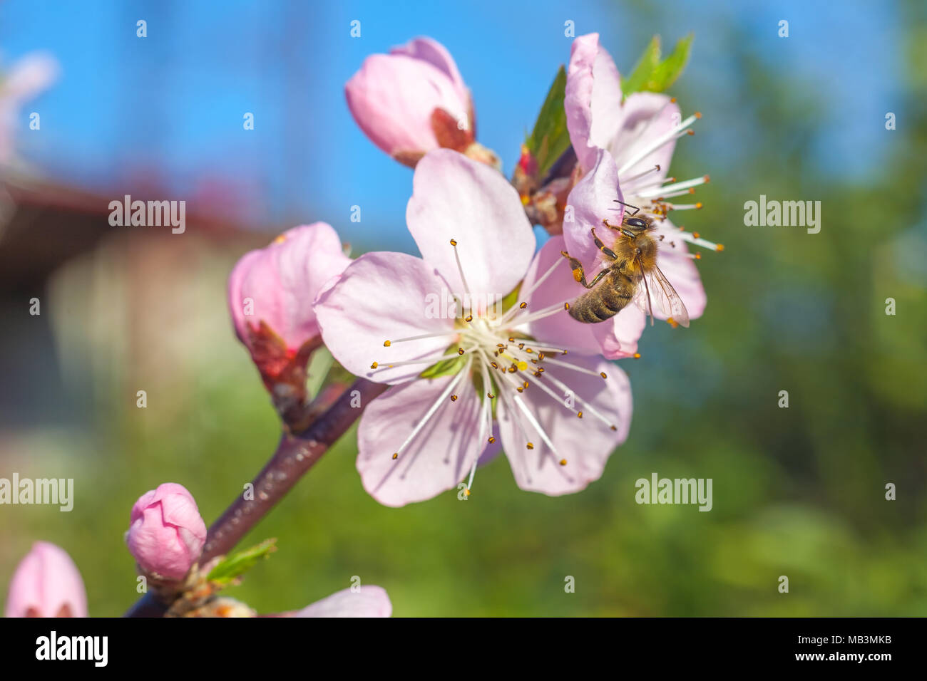 Bee on sweet peach blossoms in early spring Stock Photo - Alamy