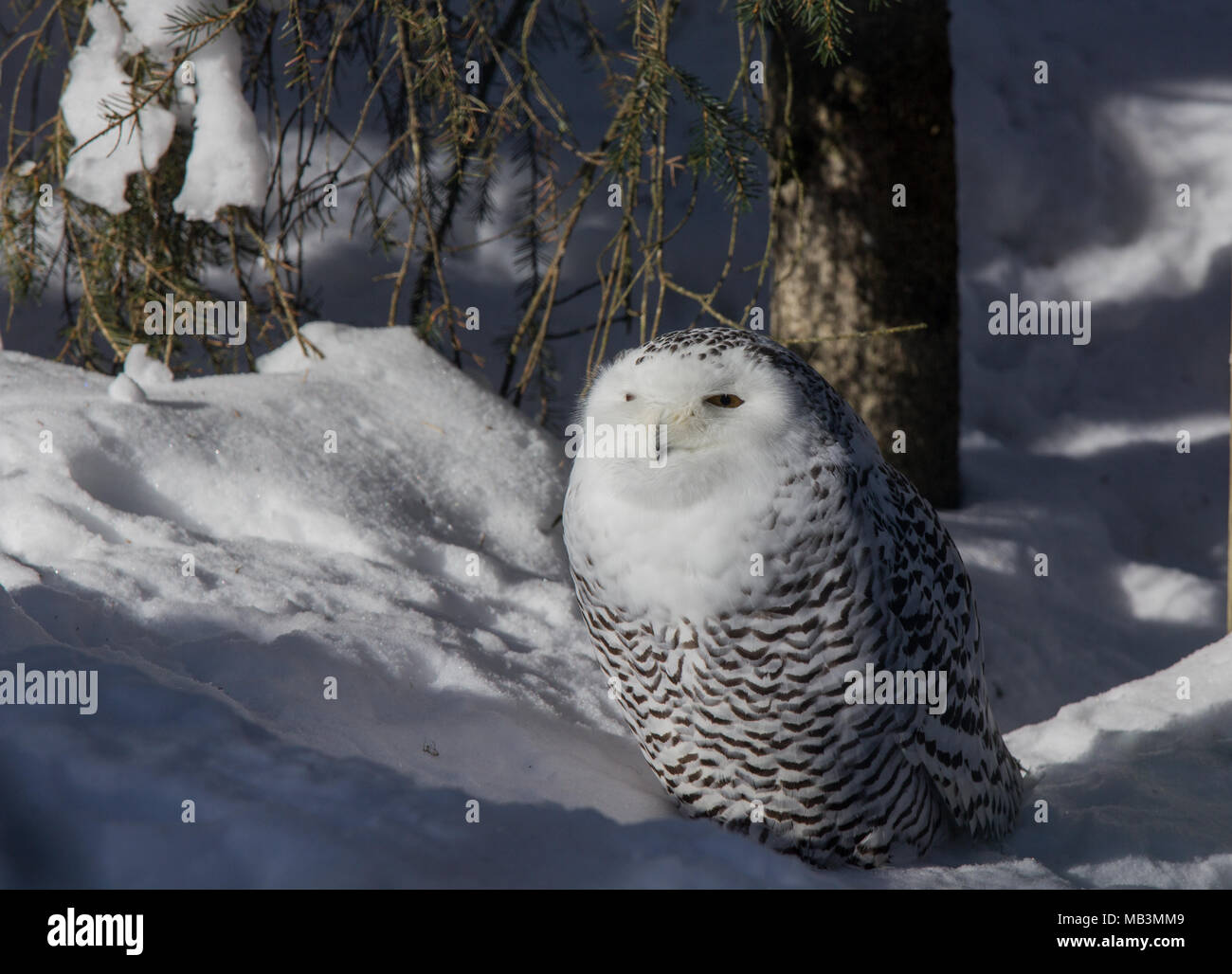 Lappish hi-res stock photography and images - Alamy