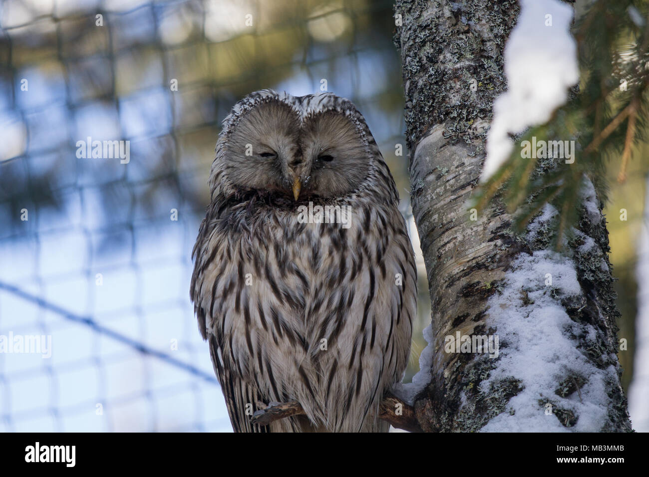 Perfect owl hi-res stock photography and images - Alamy