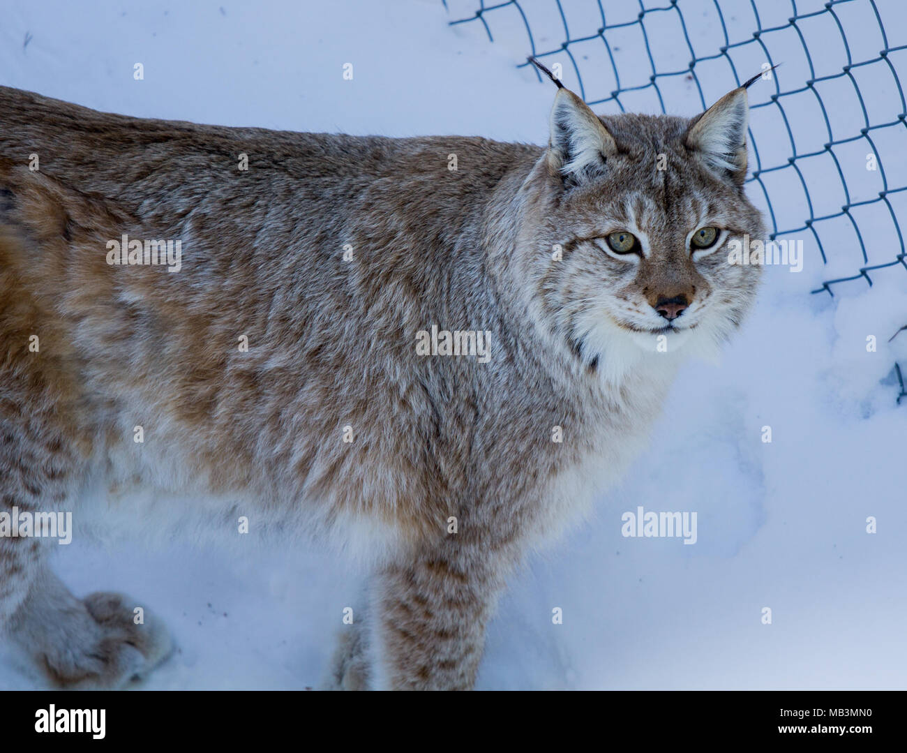 Finland lynx lynx hi-res stock photography and images - Alamy