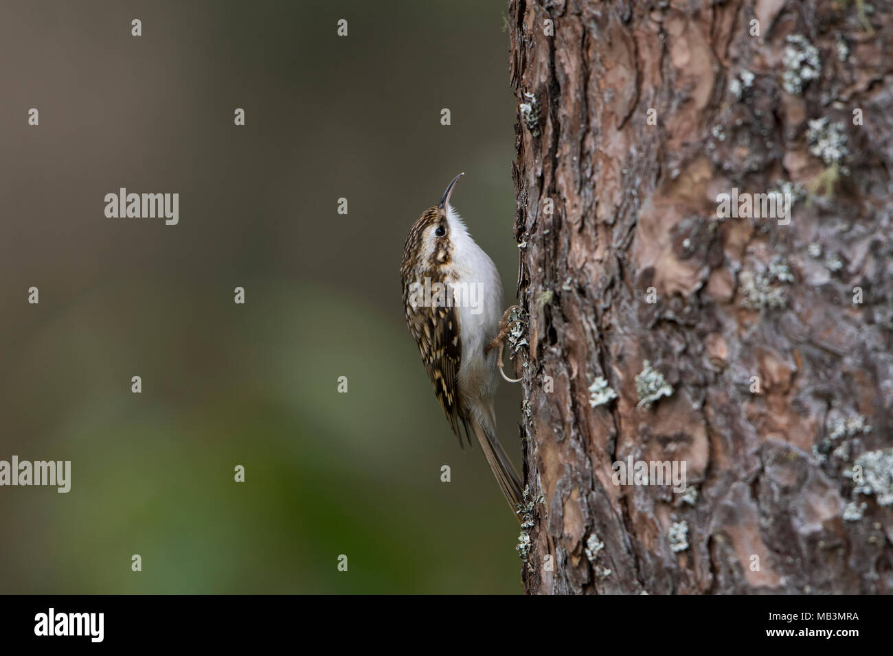 Tree climbing bird uk hi-res stock photography and images - Alamy