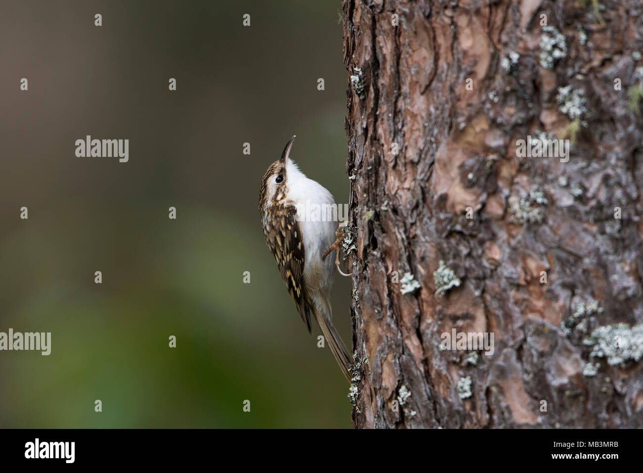 Tree climbing bird uk hi-res stock photography and images - Alamy