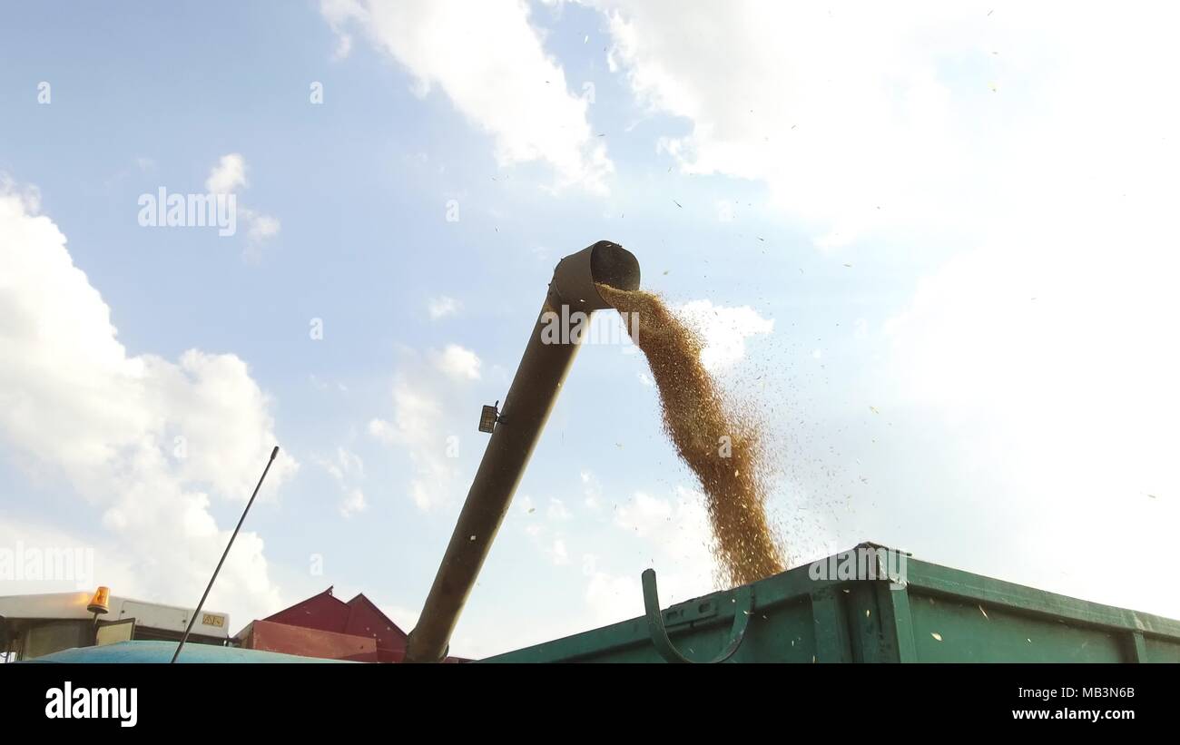 Combine harvester unloading grain into a wagon. Combine harvester grain ...