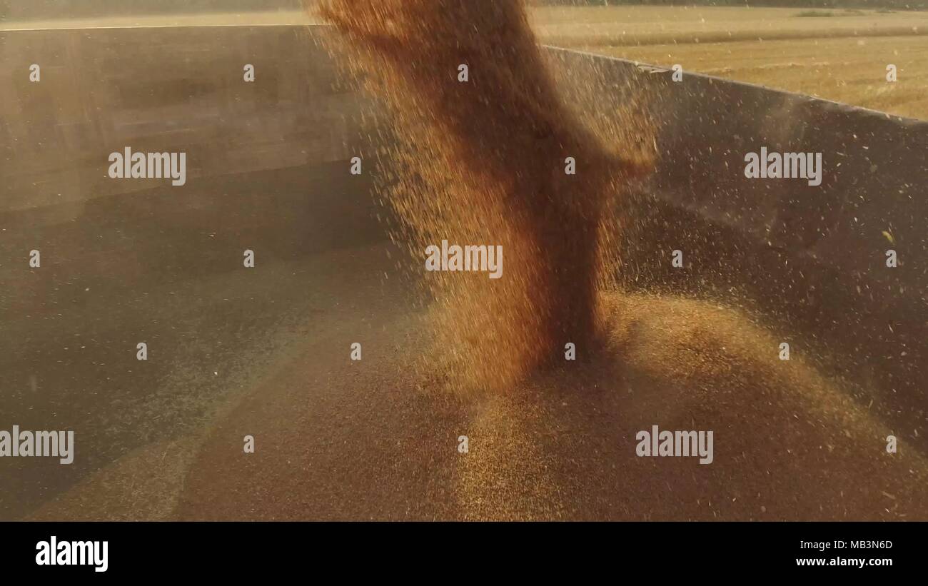 Combine architecture harvester unloading grain into a wagon. Combine ...