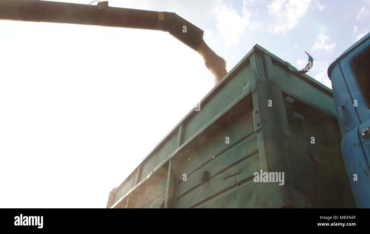 Combine harvester unloading architecture grain into a wagon. Combine ...