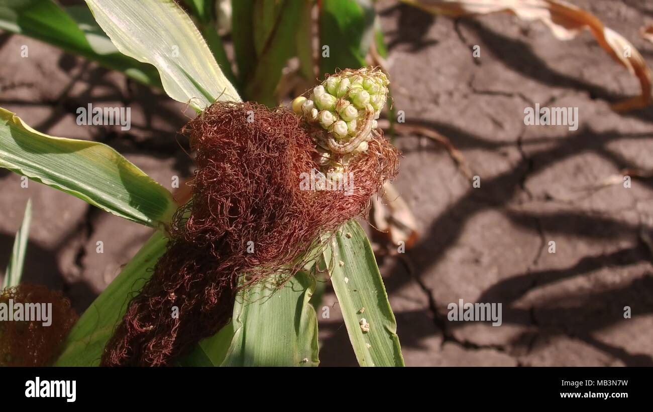 Worm is a pest on corn. Corn field agriculture. corn farm green grass ...