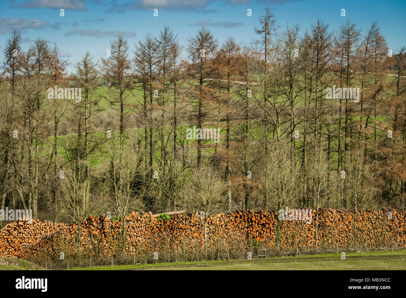 Timber stored close to a woodmill, Downham, Lancashire, UK Stock Photo ...