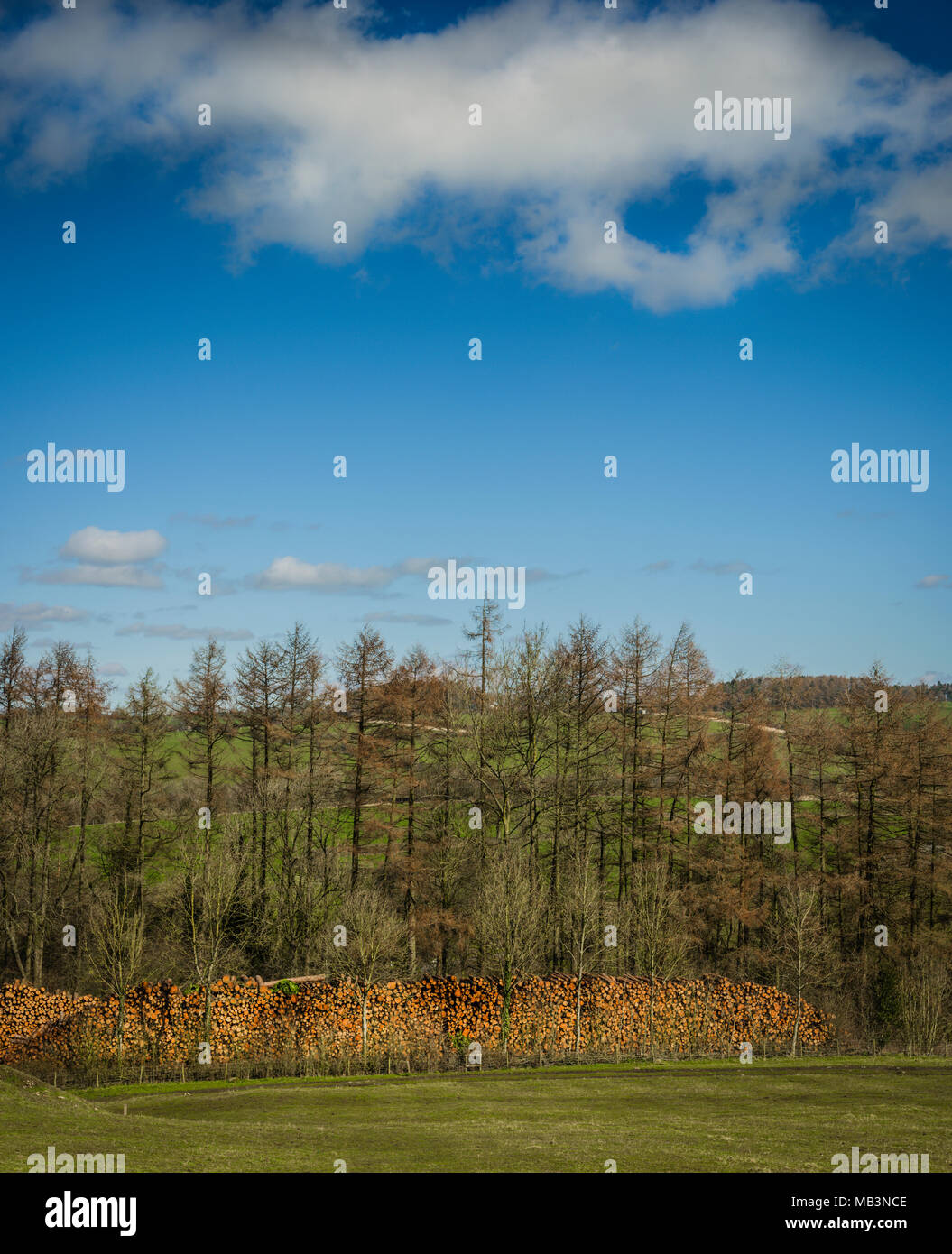 Timber stored close to a woodmill, Downham, Lancashire, UK Stock Photo ...