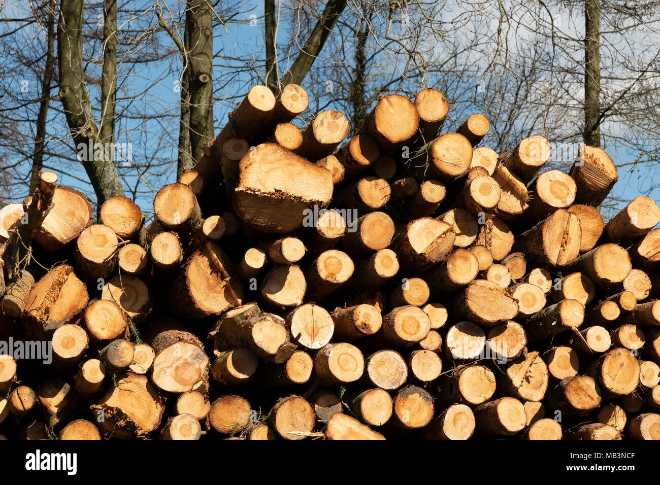 Timber stored close to a woodmill, Downham, Lancashire, UK Stock Photo ...