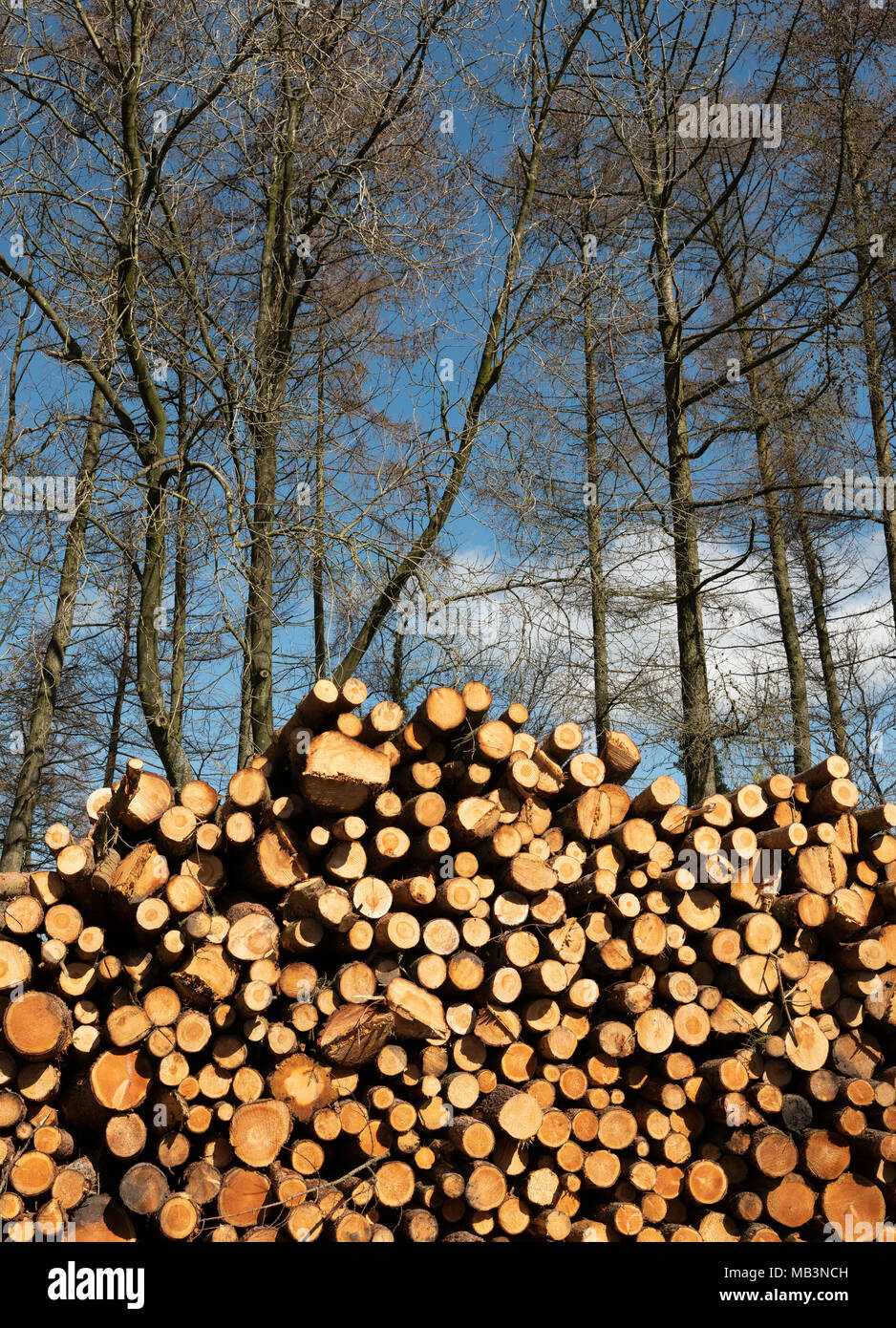 Timber stored close to a woodmill, Downham, Lancashire, UK Stock Photo ...