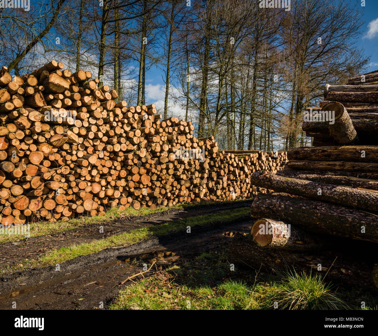 Timber stored close to a woodmill, Downham, Lancashire, UK Stock Photo ...