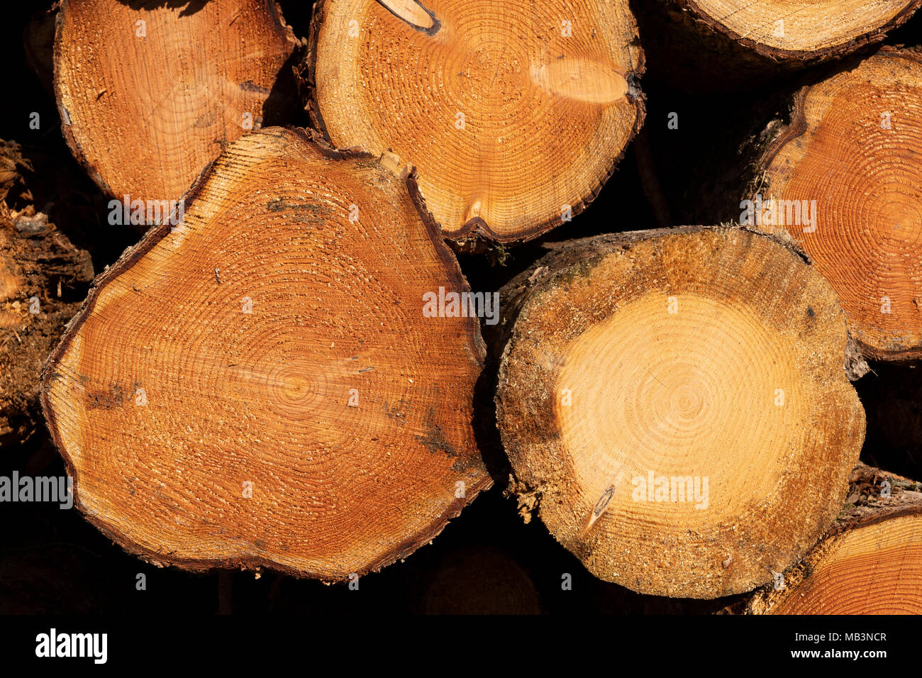 Cash crop of timber hi-res stock photography and images - Alamy