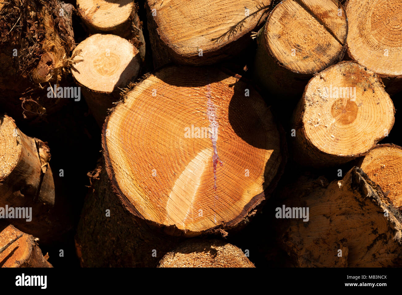 Stacking timber hi-res stock photography and images - Alamy