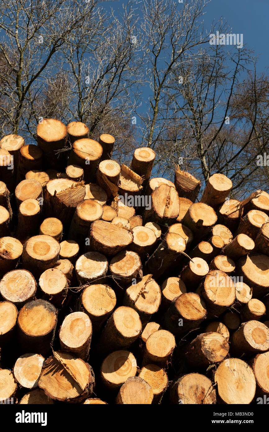 Timber stored close to a woodmill, Downham, Lancashire, UK Stock Photo ...