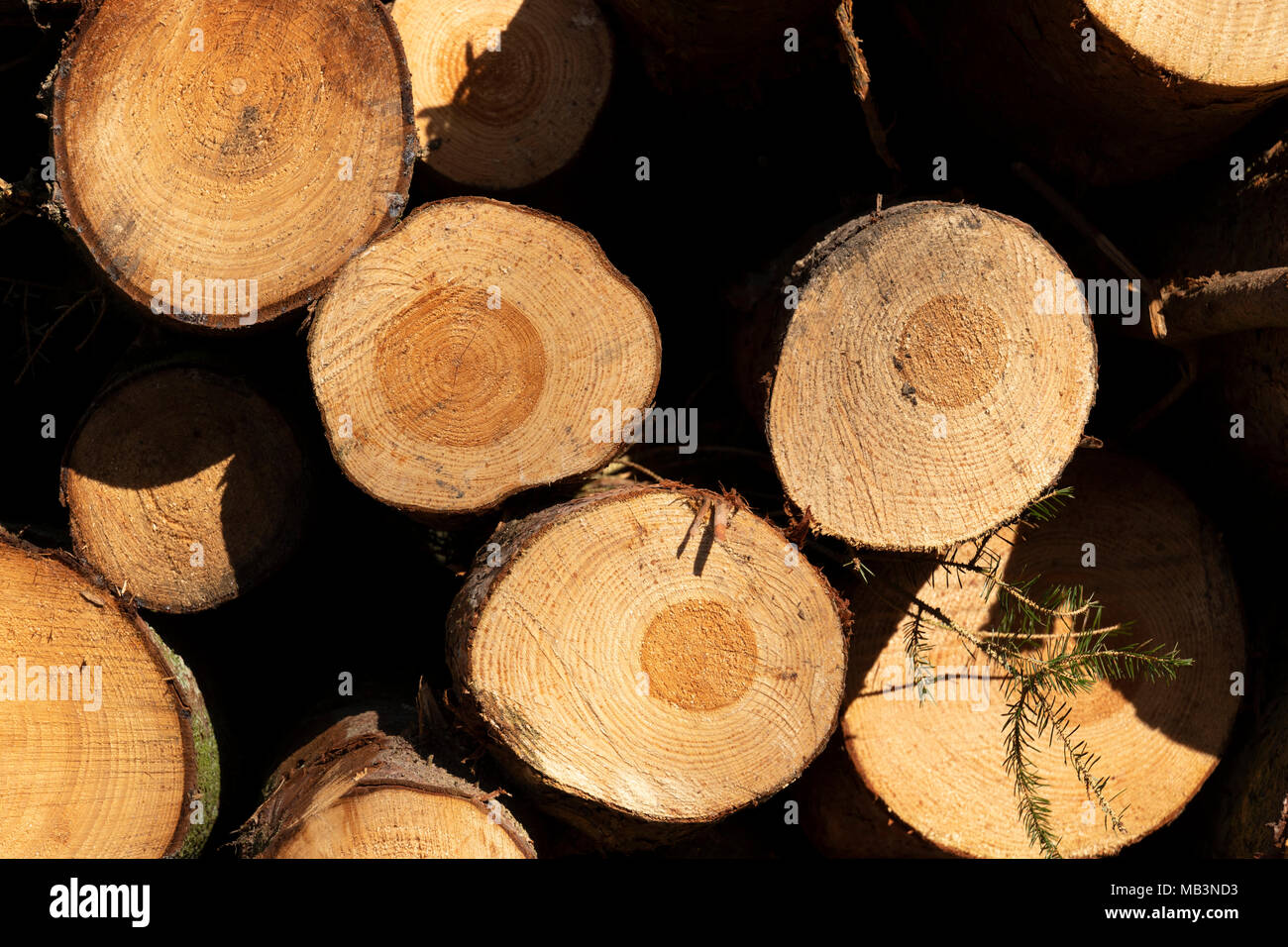 Timber stored close to a woodmill, Downham, Lancashire, UK Stock Photo ...