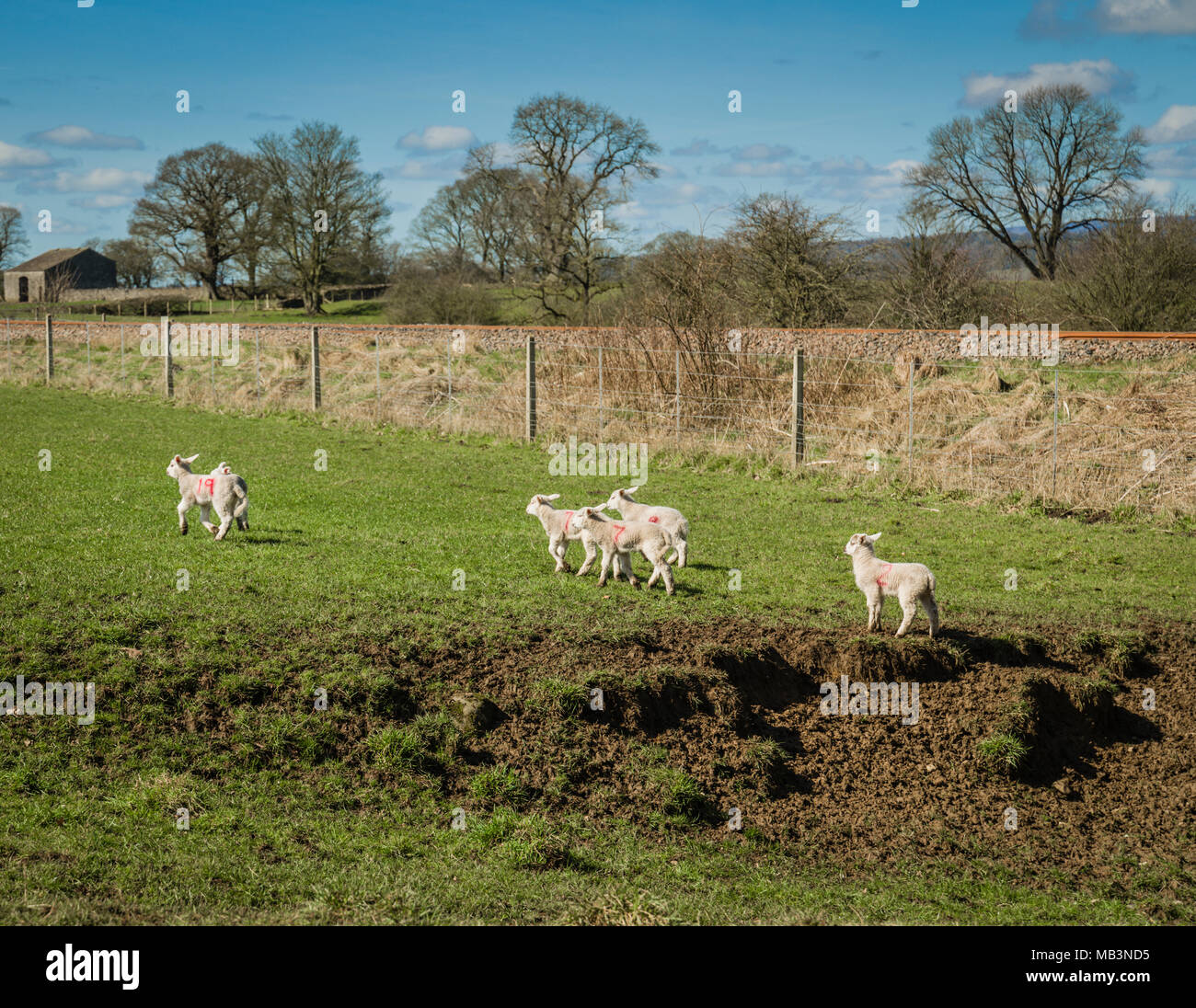 Spring lambs in the Lancashire fields Stock Photo - Alamy