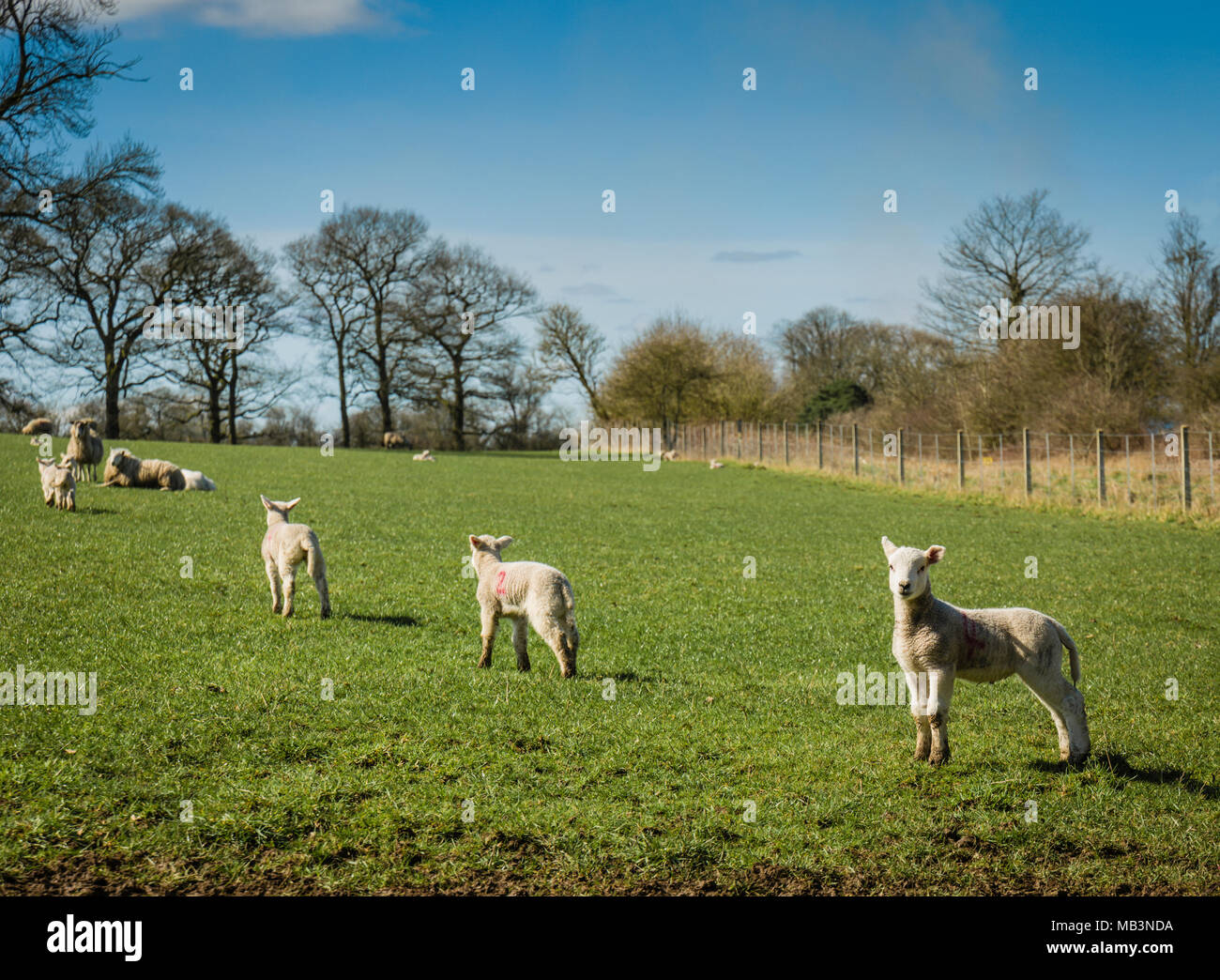 Spring lamb in lancashire hi-res stock photography and images - Alamy