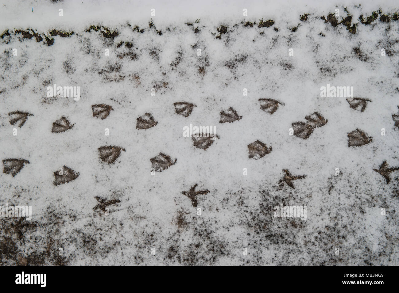Pheasant tracks hi-res stock photography and images - Alamy