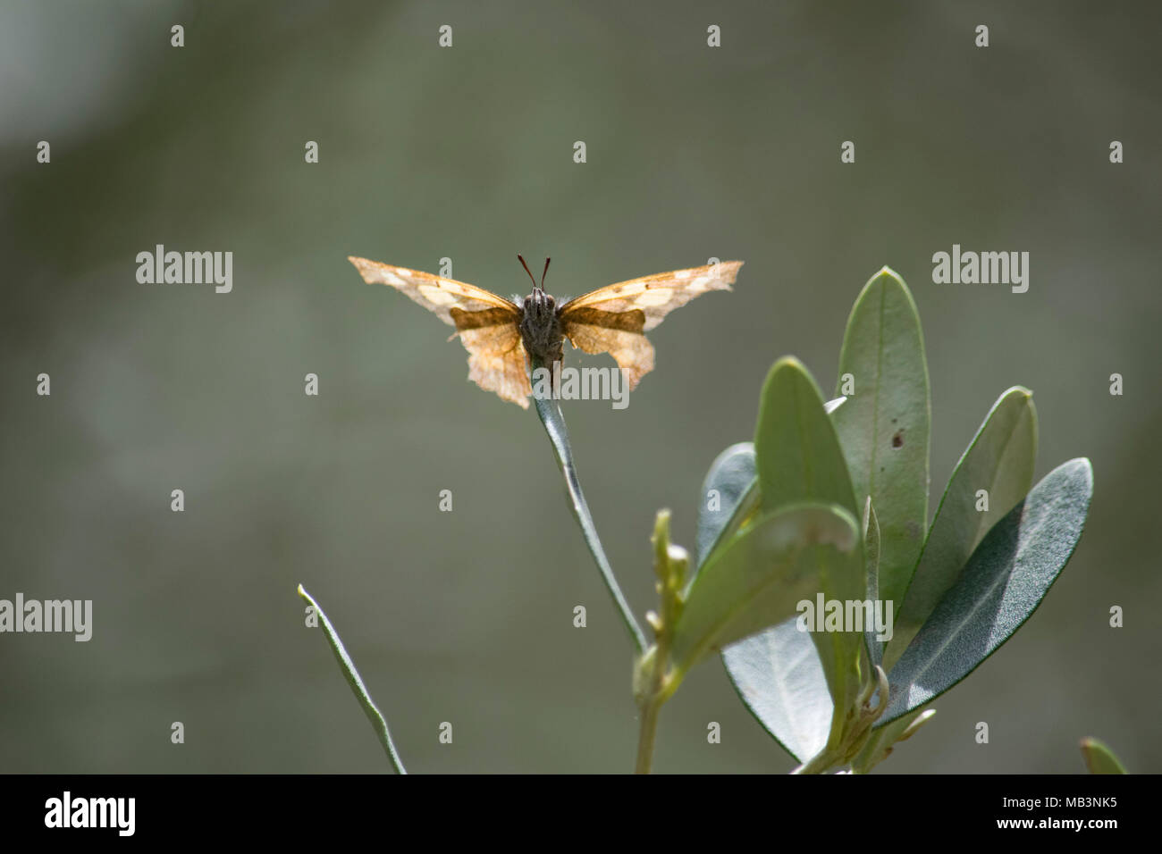 Libythea celtis (Nettle Tree Butterfly), Meteora, Greece Stock Photo ...