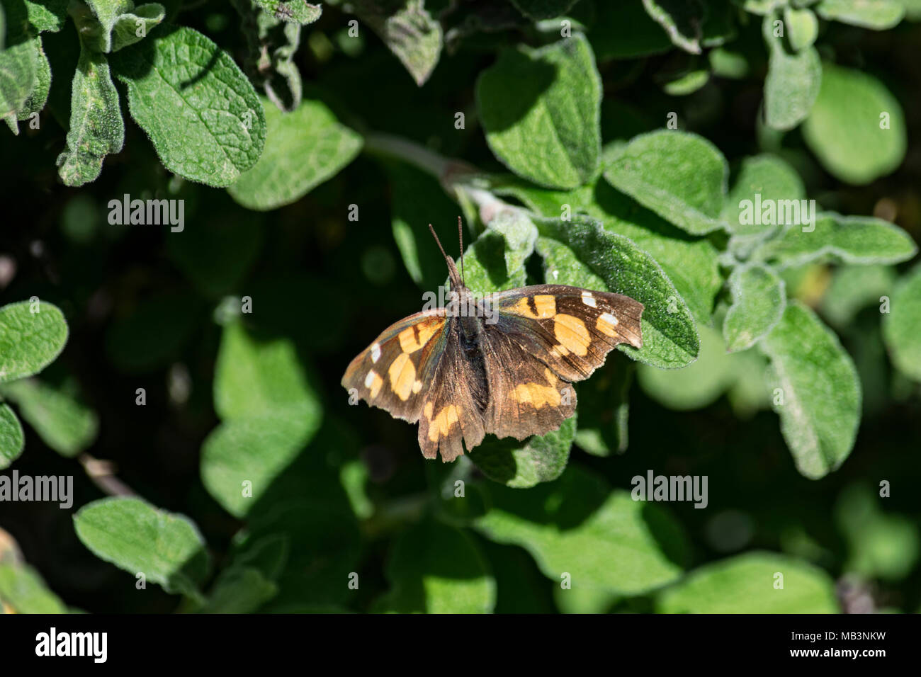 Nettle tree butterfly hi-res stock photography and images - Alamy