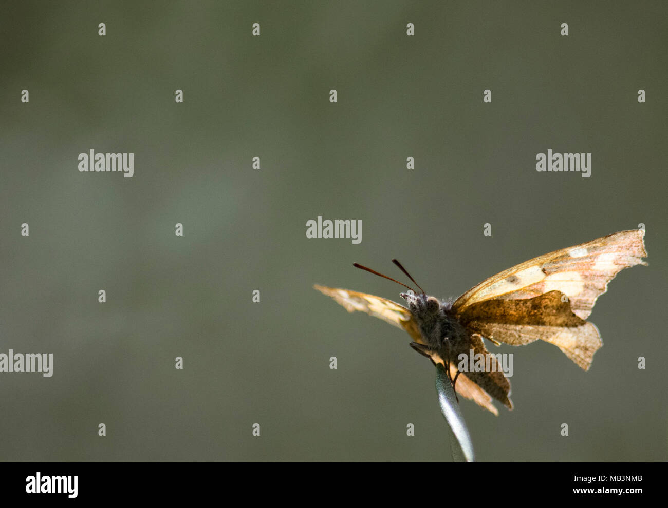 Nettle tree butterfly hi-res stock photography and images - Alamy