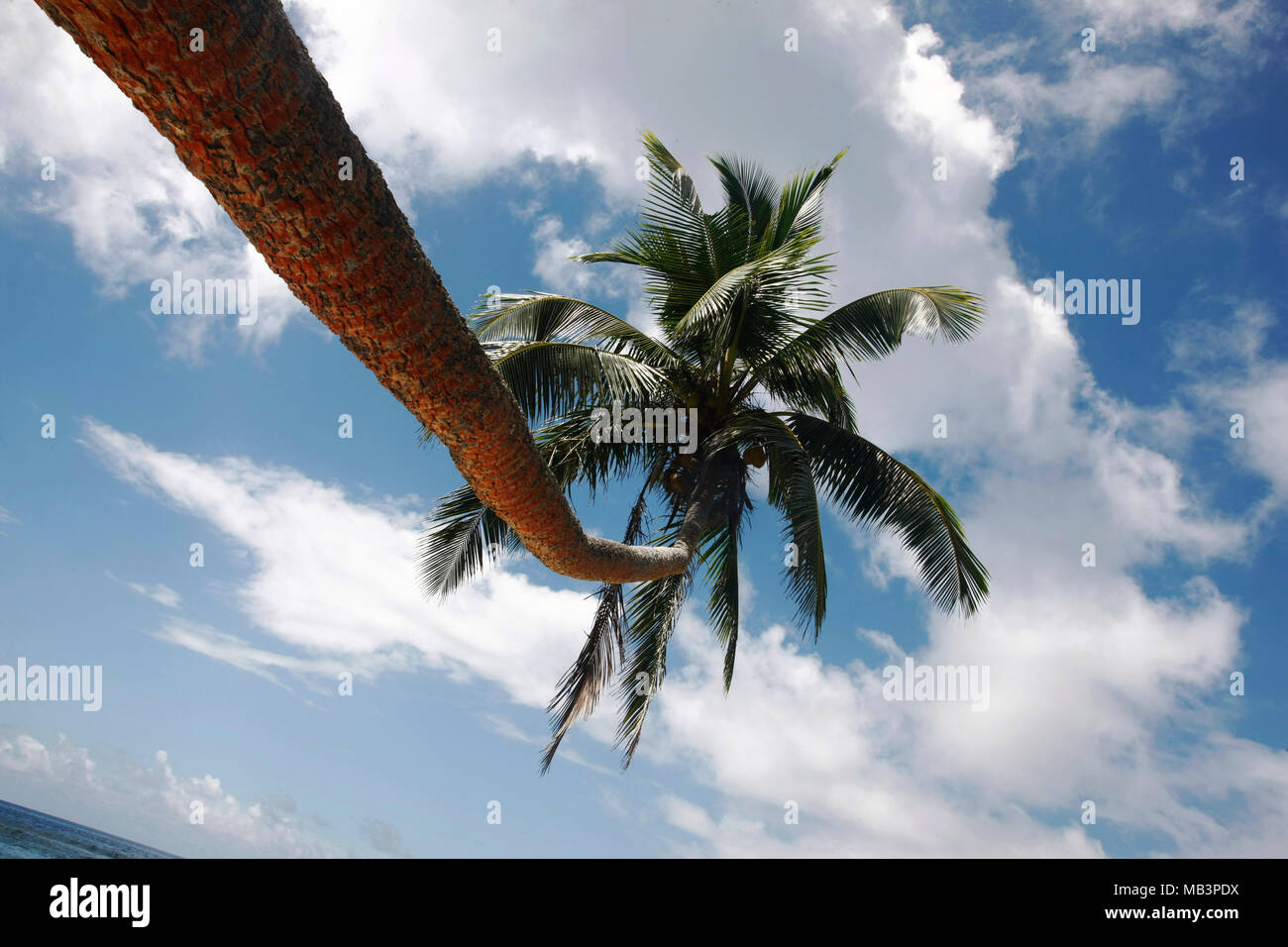 Bach and Palm Trees, Fiji-Islands, Oceania Stock Photo - Alamy