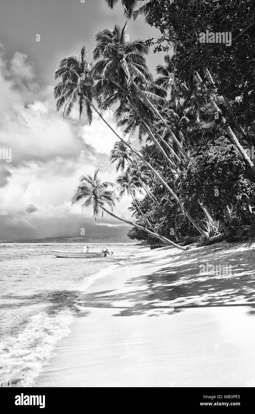 Caribbean ocean palm trees Black and White Stock Photos & Images - Alamy
