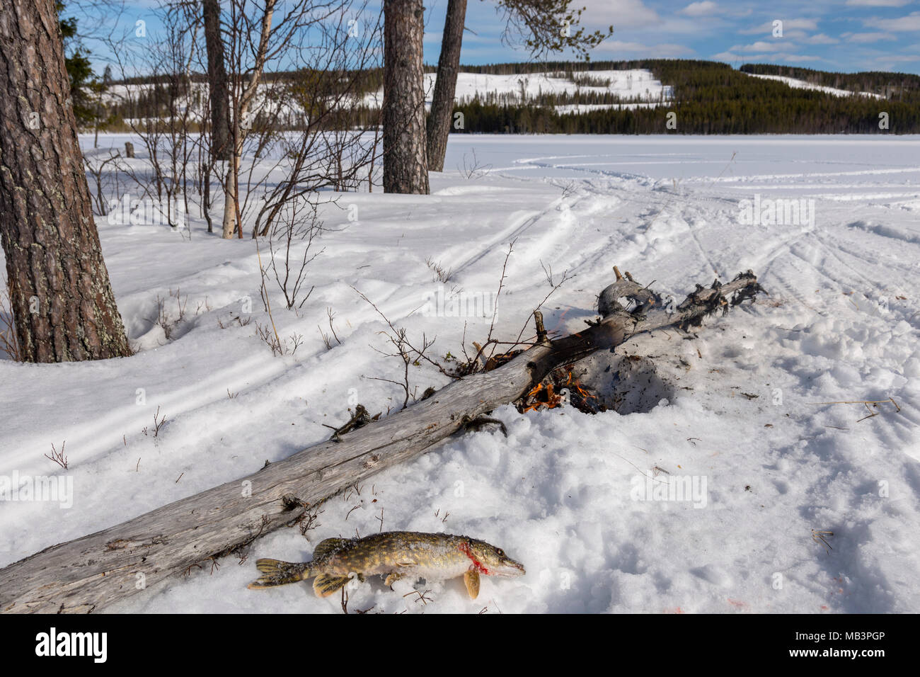 Dead pike and a campfire in the foreground in winter landscape and blue ...