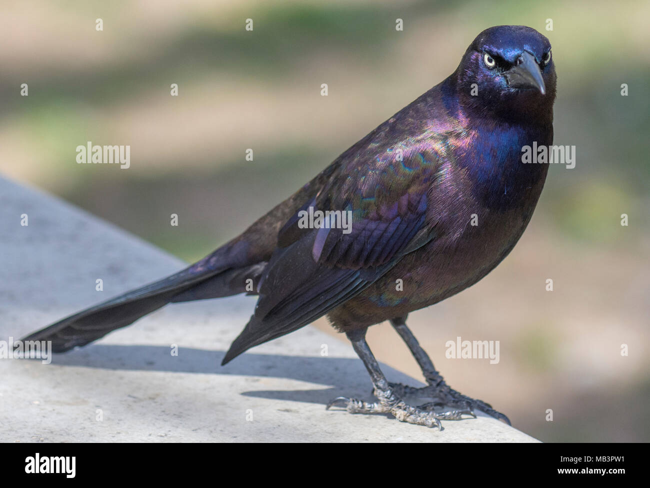 Tidal Basin Washington Bird High Resolution Stock Photography and ...